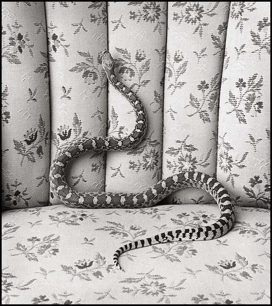 © James H EvansBull Snake On Sofa | James H. Evans Photography Big Bend